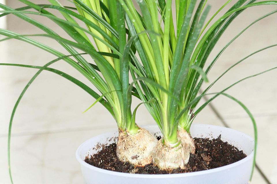 Best Ponytail Palm Care Ideas — Randolph Indoor and Outdoor Design