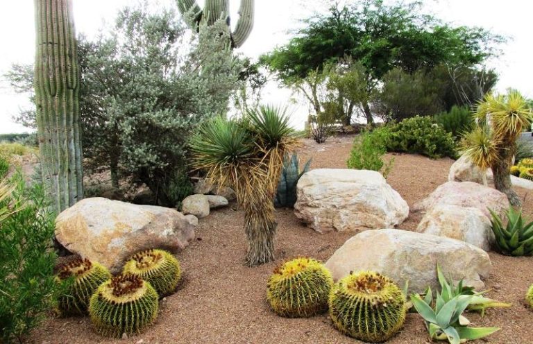 Arizona Desert Landscaping Ideas — Randolph Indoor and Outdoor Design