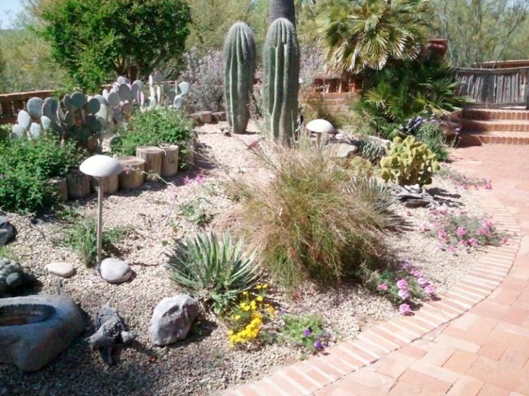 Desert Landscaping Ideas For Backyards — Randolph Indoor and Outdoor Design