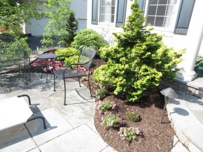 Deer Resistant Dwarf Trees For Landscaping — Randolph Indoor and ...