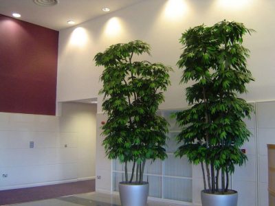 Front Porch Topiary Trees And Plants — Randolph Indoor and Outdoor Design