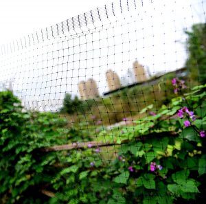 Biodegradable Netting Landscape — Randolph Indoor and Outdoor Design